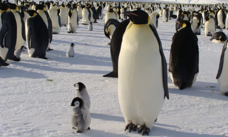 Deshielo malogra cría del pingüino emperador