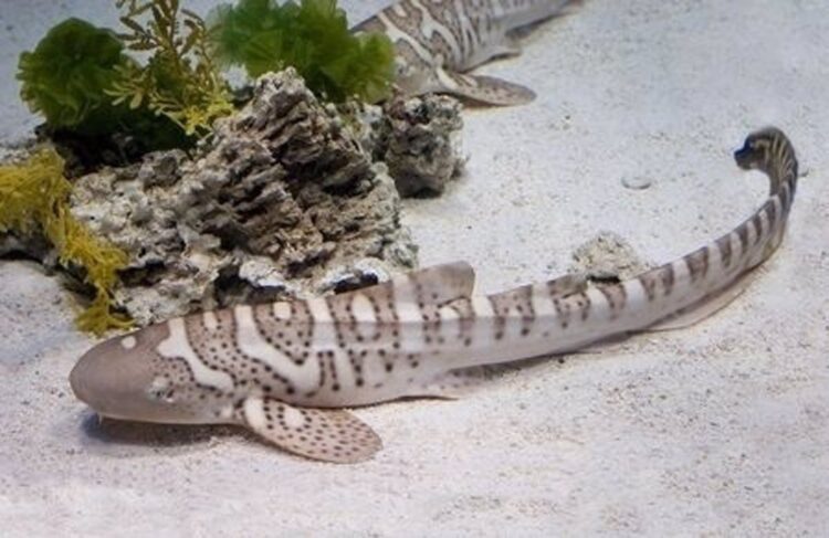 Zoológico de Países Bajos logra criar con éxito un tiburón cebra